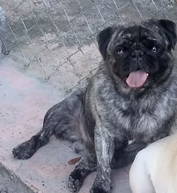 Loparr Kennels | Pug Breeder
